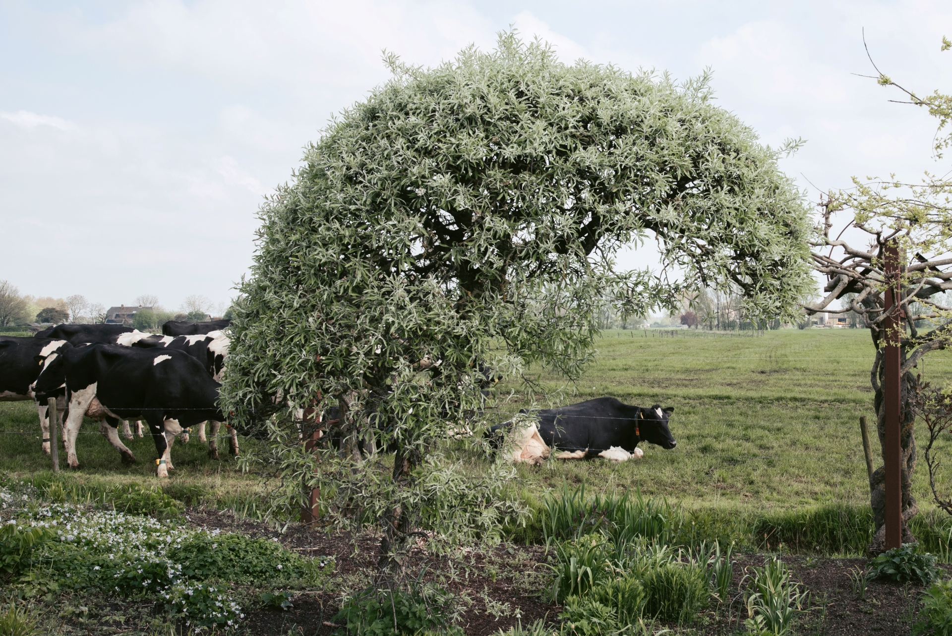 A year in Piet’s garden | See All This Magazine