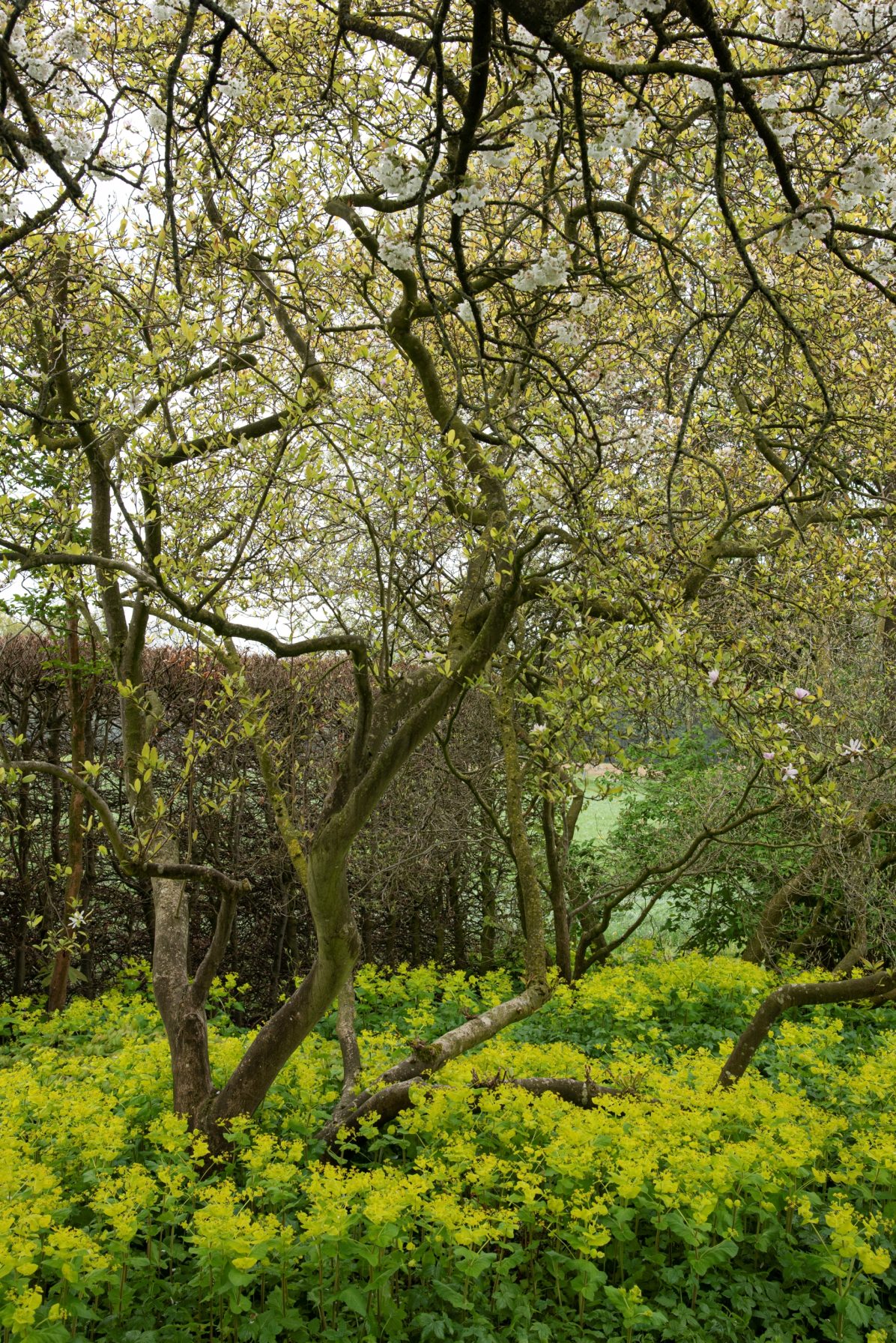 Een jaar in de tuin met Piet Oudolf | See All This Magazine